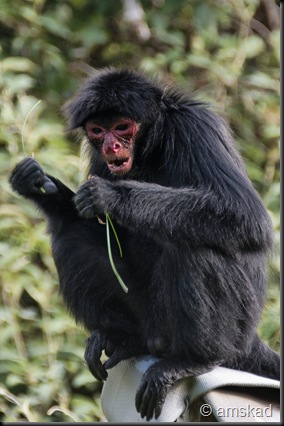 Kila Faune: Singe Araignée ou Kwata ou atèle